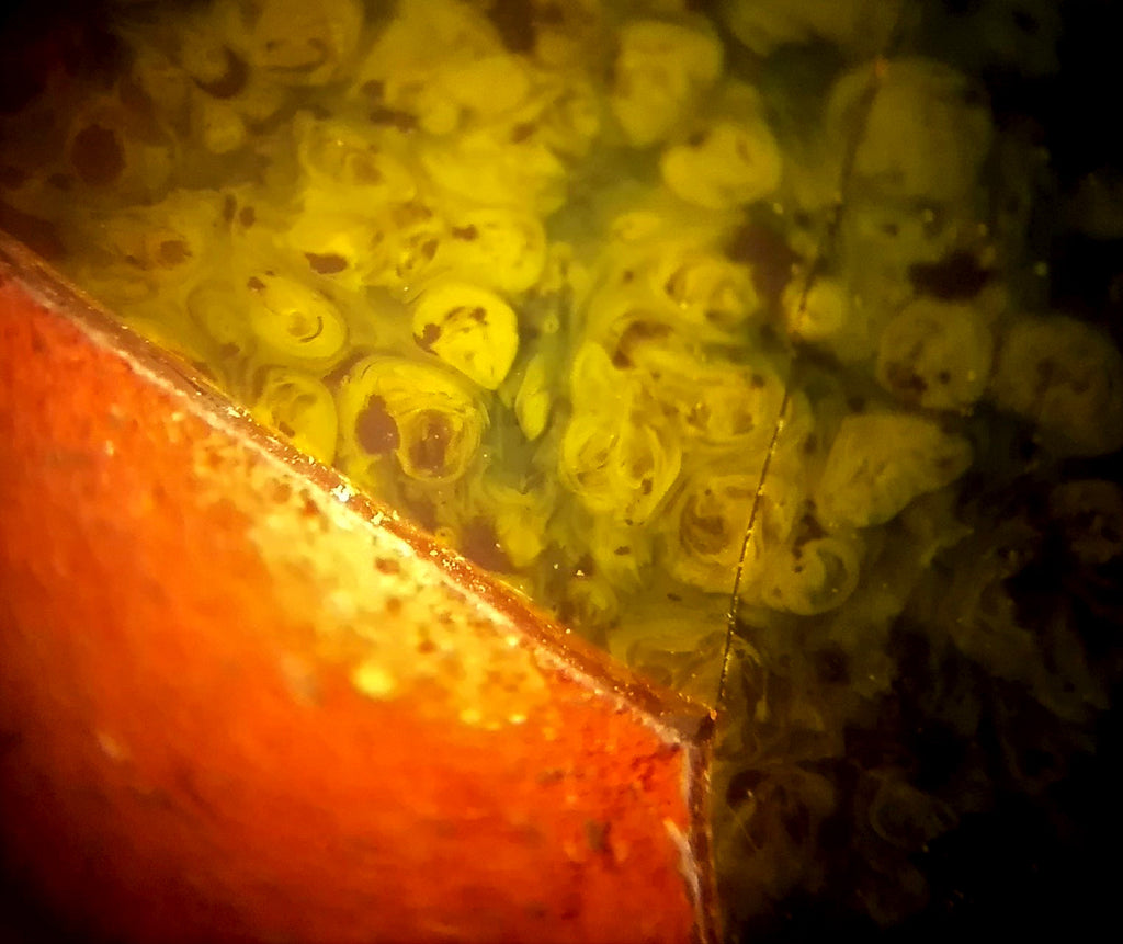 Brillant glazes under the microscope look like something from outer sp ...